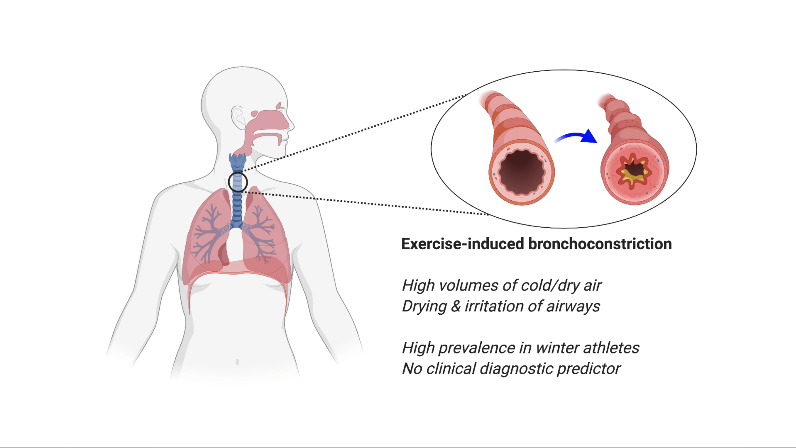How Breathing Is Impacted When Training in the Cold - Fast Talk ...